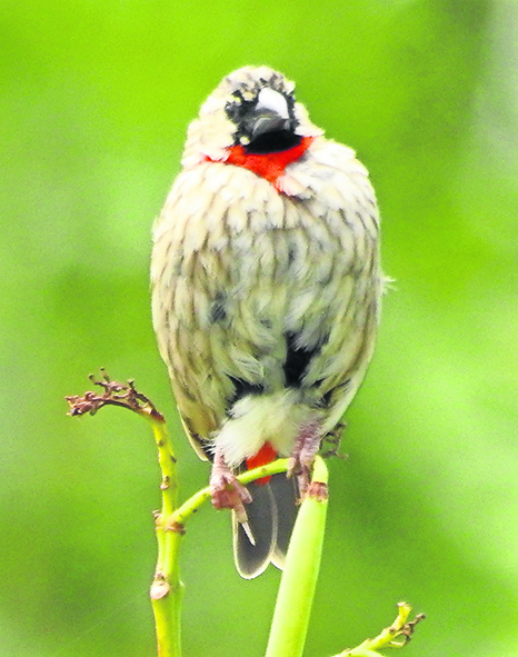 Southern red bishop - facts, diet and habitat | South Coast Sun