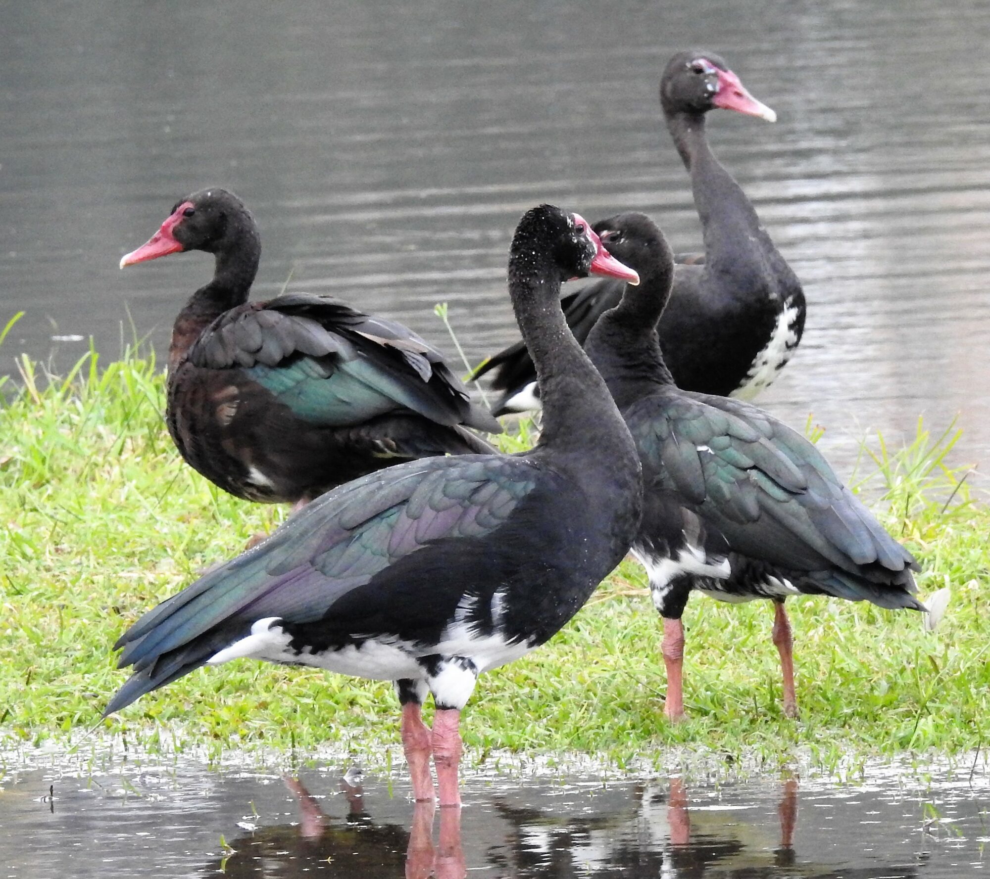Spur-winged goose - the largest species of goose in the world | South ...