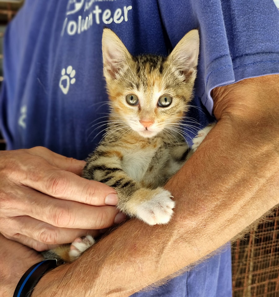 Celebrate International Rescue Cat Day by giving | South Coast Sun