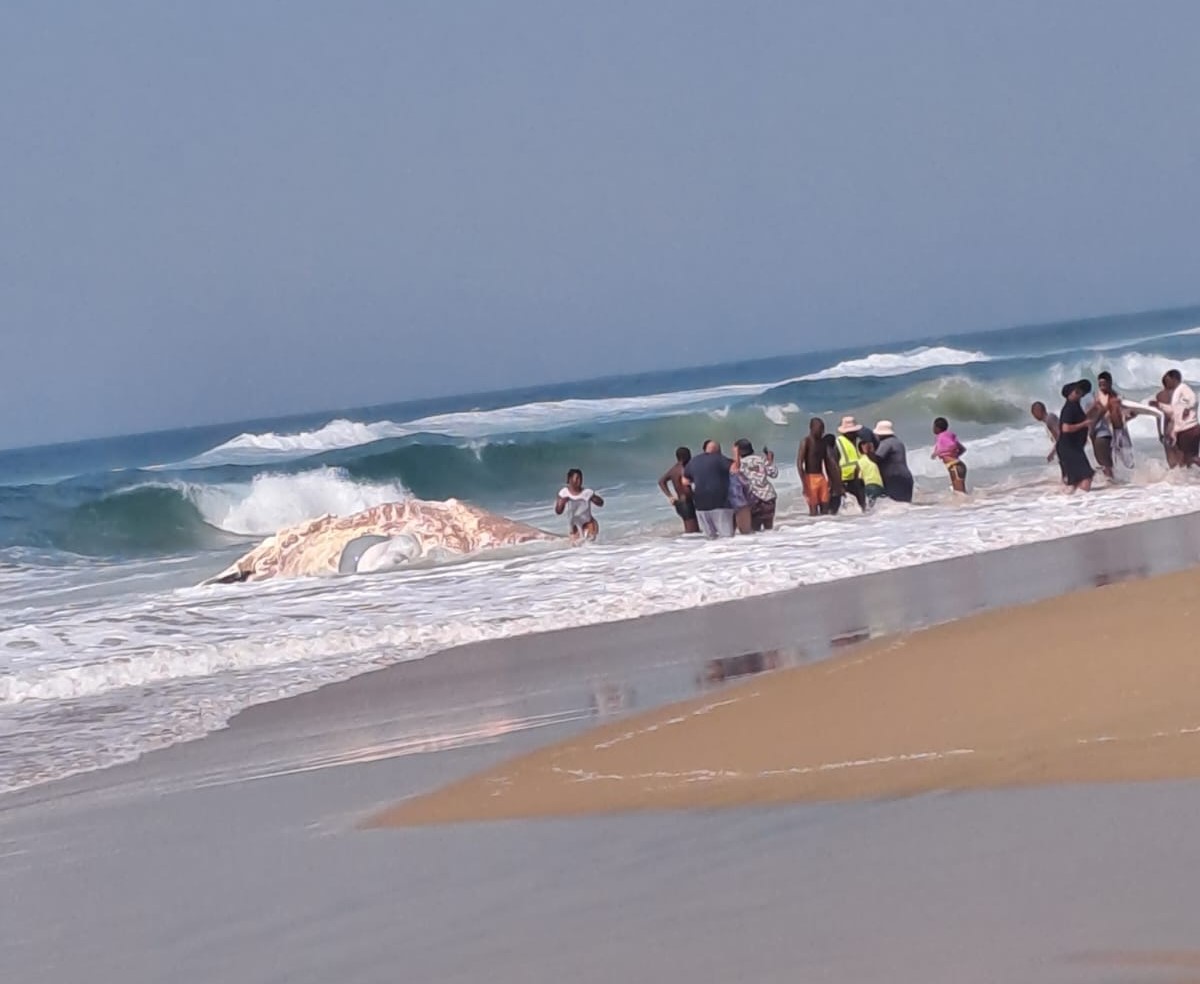 Decomposing whale carcass results in beach closure | South Coast Sun