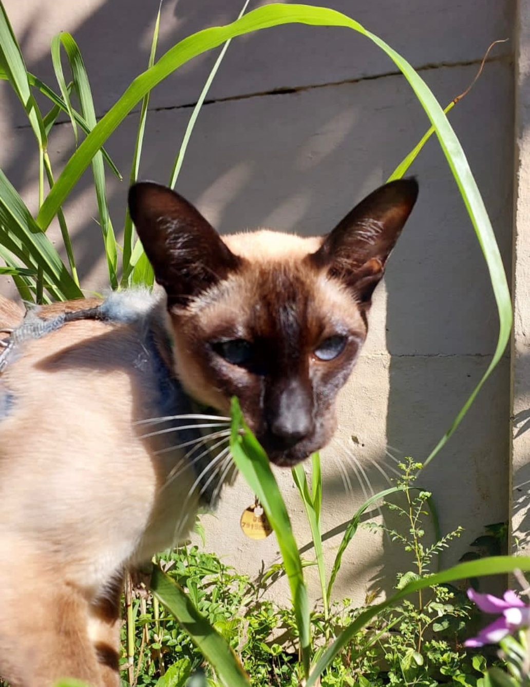 Help find missing Siamese cat from Kingsburgh | South Coast Sun