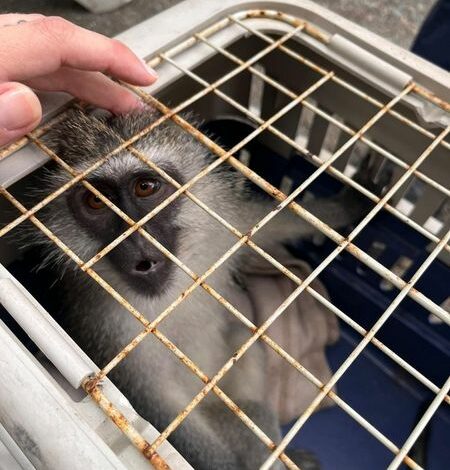 Amanzimtoti SPCA responds to shot monkey, urges vigilance | South Coast Sun