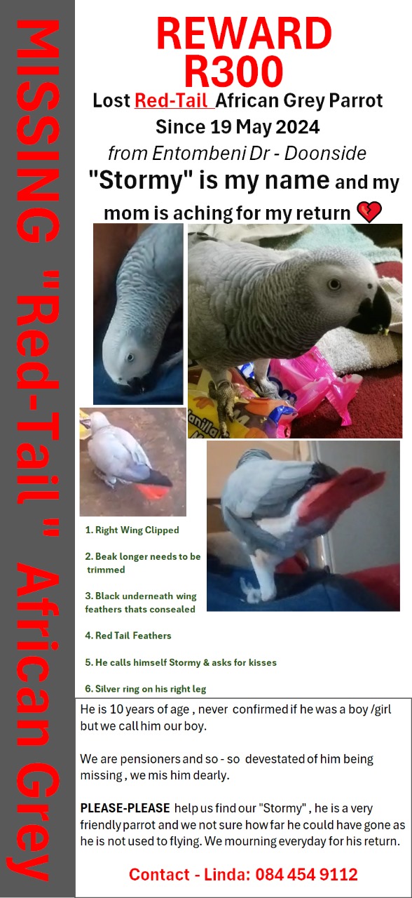 #FindStormy: Reward offered for missing African Grey parrot in ...