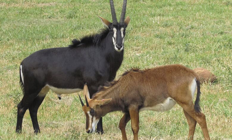 Animal of the week: Sable antelope | South Coast Sun