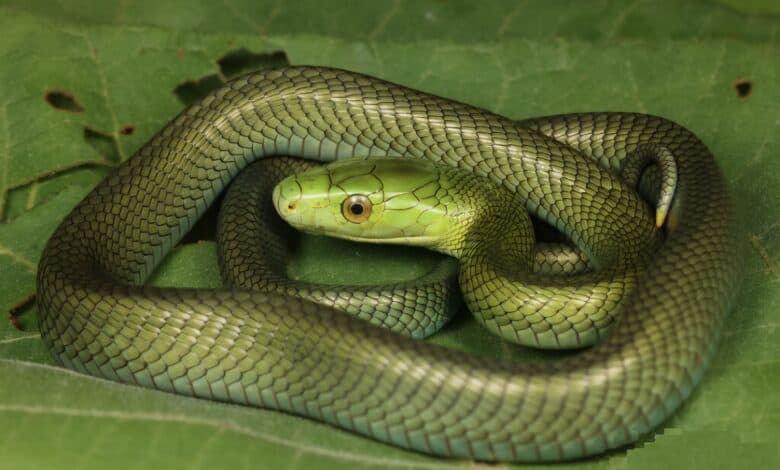 Juvenile green mamba caught in St Winifreds home | South Coast Sun