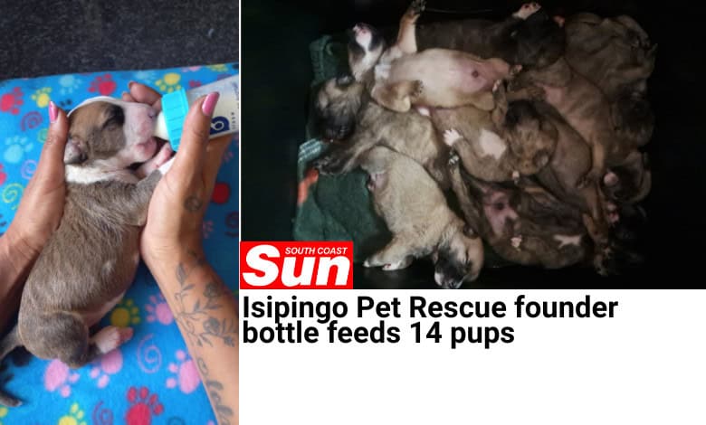 Puppy protector bottle-feeds two rescued litters | South Coast Sun