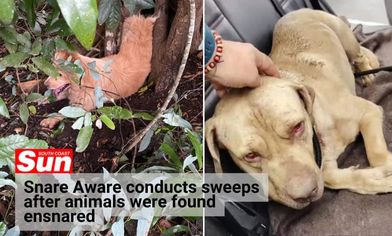 Three ensnared animals rescued in three different areas by Snare Aware ...