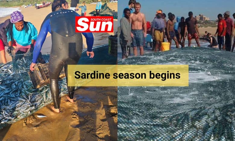 [Video] The sardine run hits the South Coast | South Coast Sun