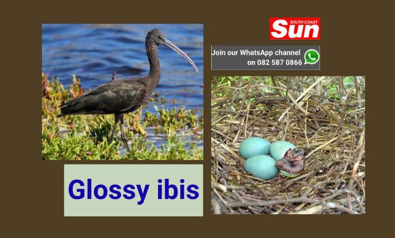 The Glossy ibis and its call [Video] | South Coast Sun