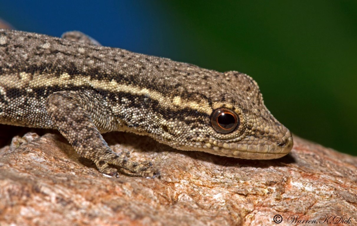 God's 'Little' Creatures - the Cape Dwarf Gecko | Southlands Sun