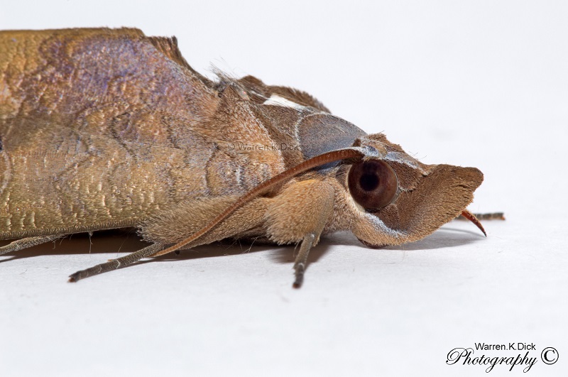 God's Little Creatures - The Weird Moth | Southlands Sun