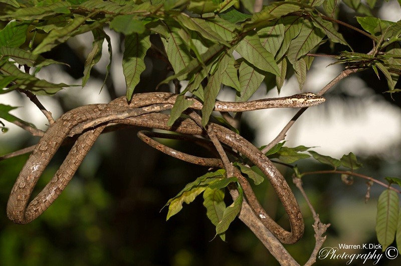 God's Little Creatures - Twig Snake | Southlands Sun