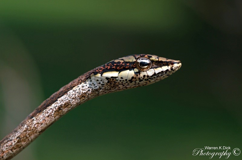 God's Little Creatures - Twig Snake | Southlands Sun