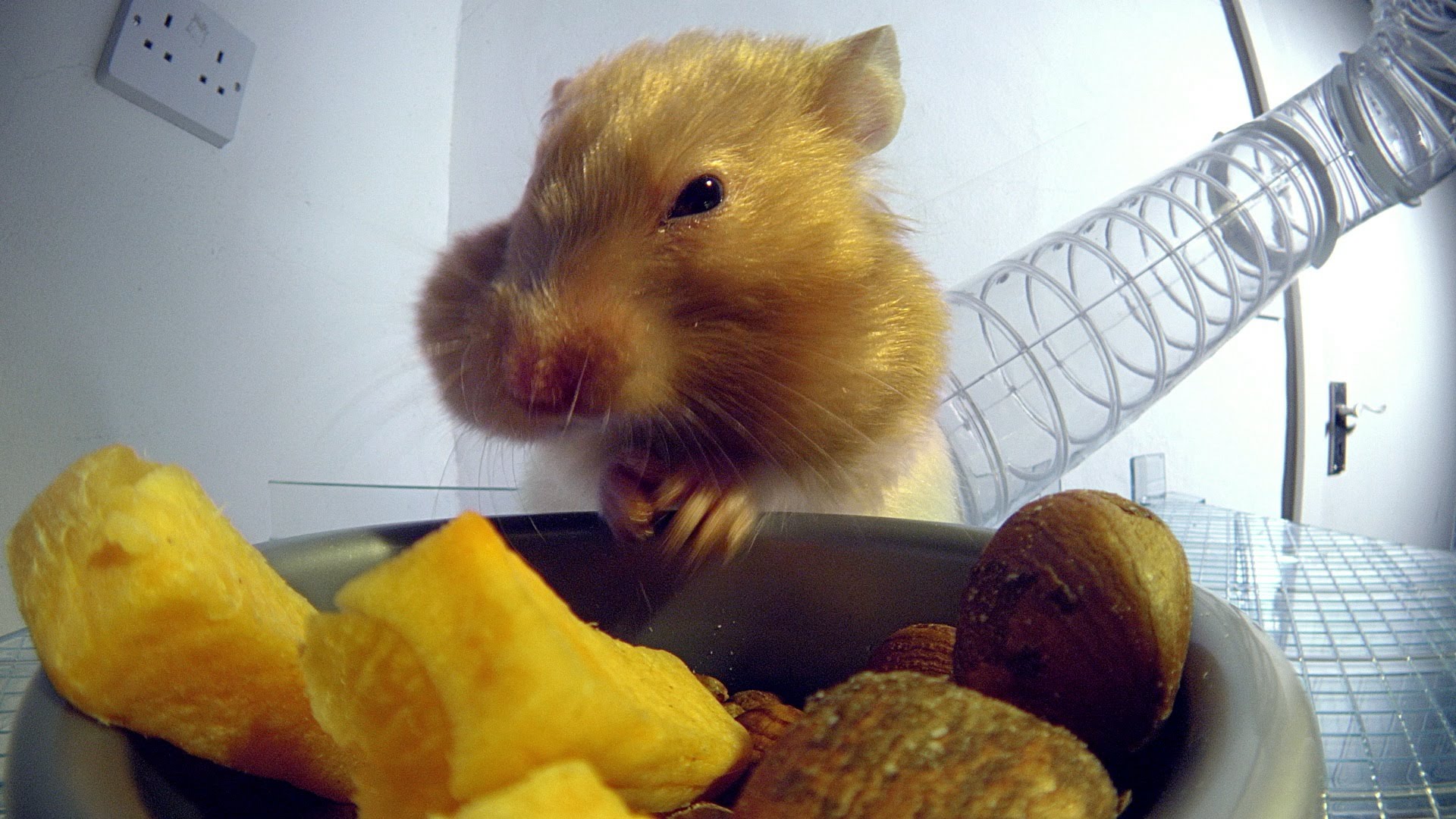 How does a hamster store so much food in its cheeks? | Southlands Sun