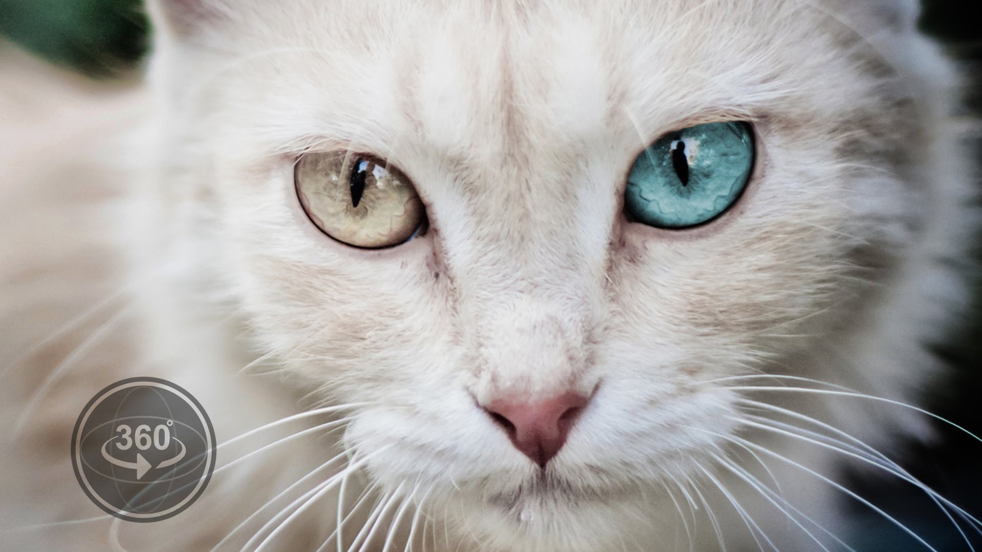 How Animals See The World (360° Video) | Southlands Sun