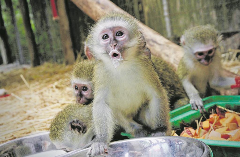 CROW continues to respond to alarming reports of monkey incidents ...