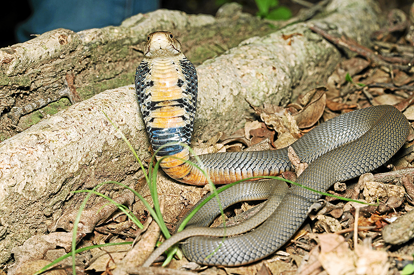 Get to know the Mozambique spitting cobra | Southlands Sun