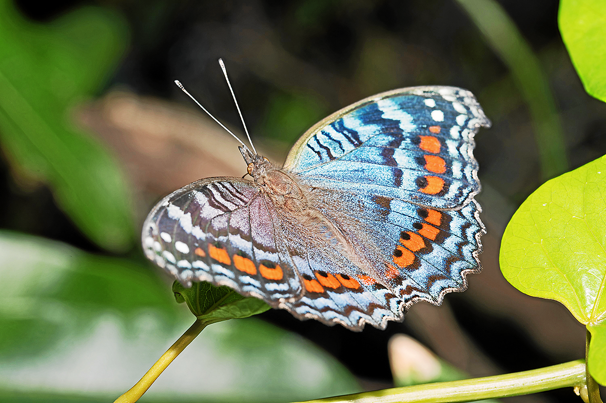 All there is to know about colour dimorphism in butterflies ...
