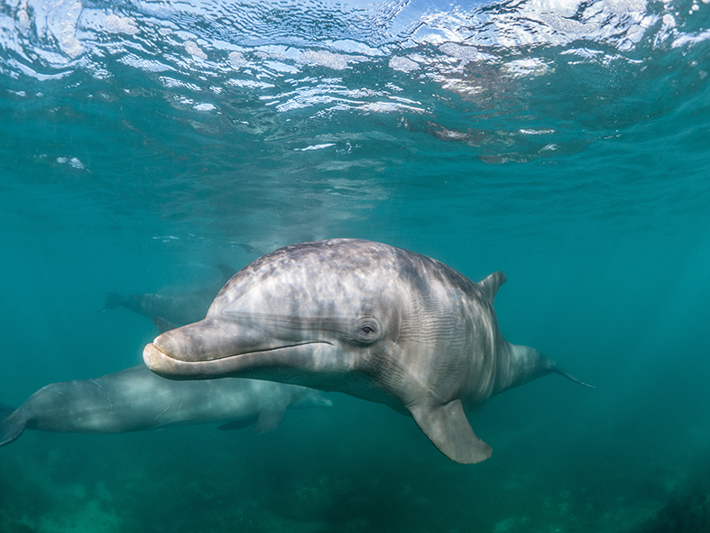 Protecting endangered dolphins | Southlands Sun