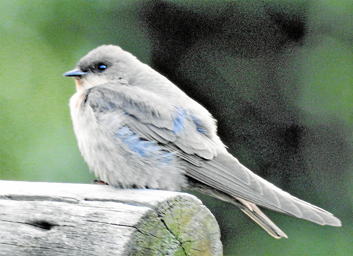 Learn more about the Rock Martin bird | Southlands Sun