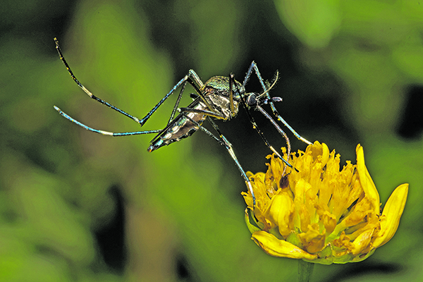 Pestering mosquitoes are out and about in Durban's humid climate ...