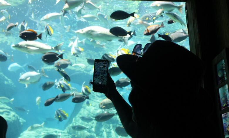 Five things to do at Ushaka Marine World this Easter | Southlands Sun