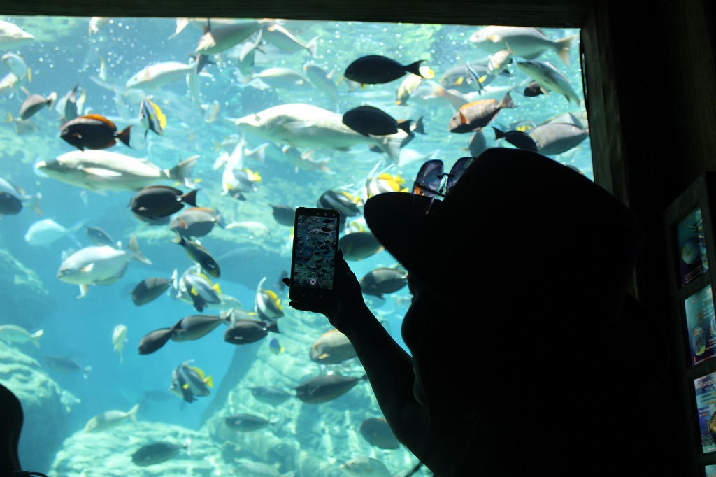 Five things to do at Ushaka Marine World this Easter | Southlands Sun