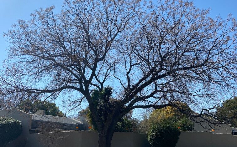 Syringa-berry poisoning could be fatal for some animals, harmful to ...