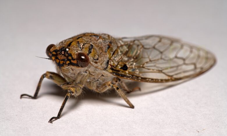 Everything you need to know about the life cycle of Cicadas ...
