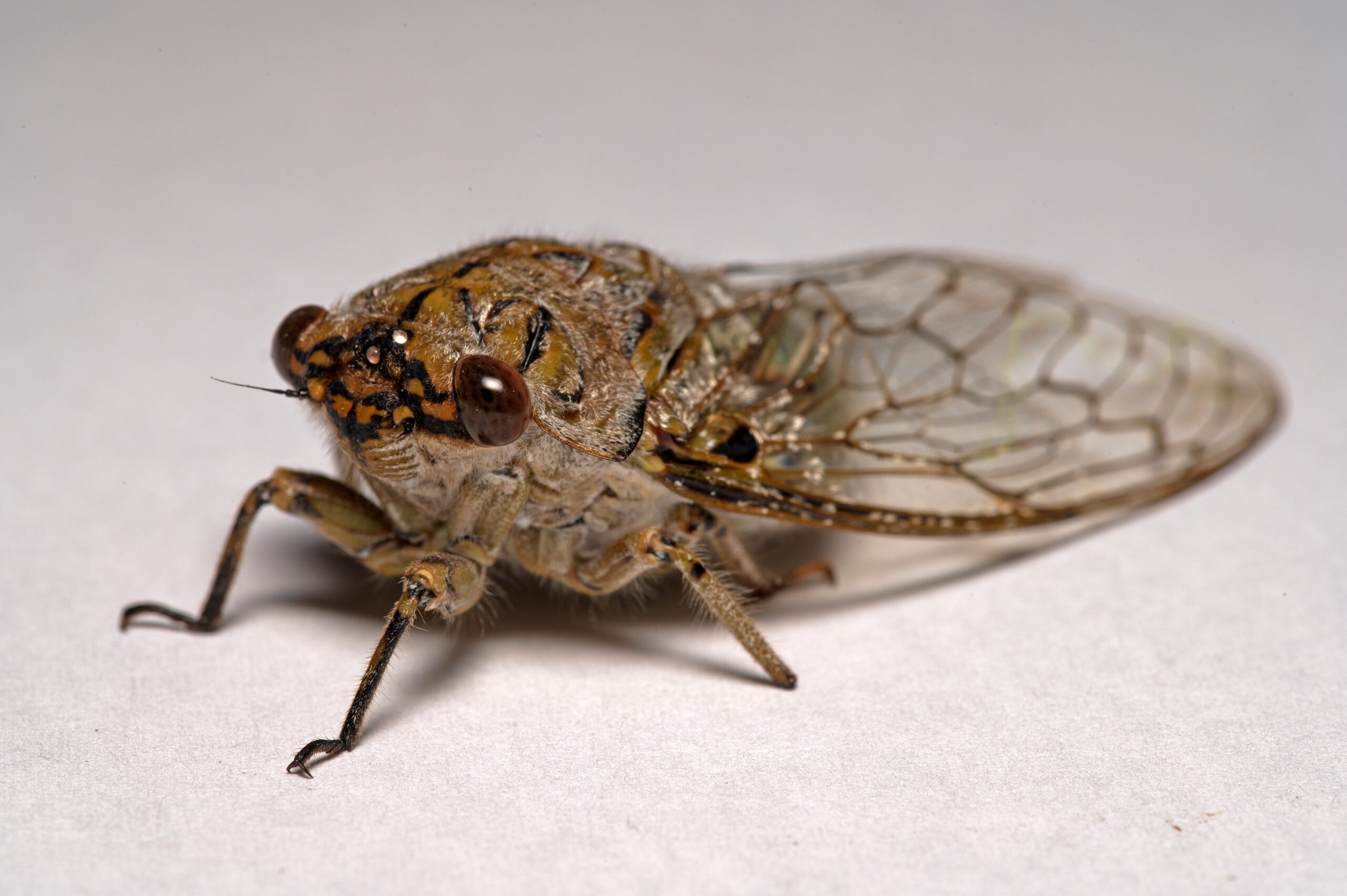 Everything you need to know about the life cycle of Cicadas ...