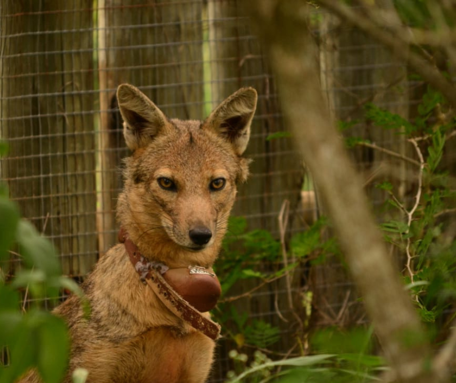 Thanks to donors, Crow tracks jackal after release | Southlands Sun