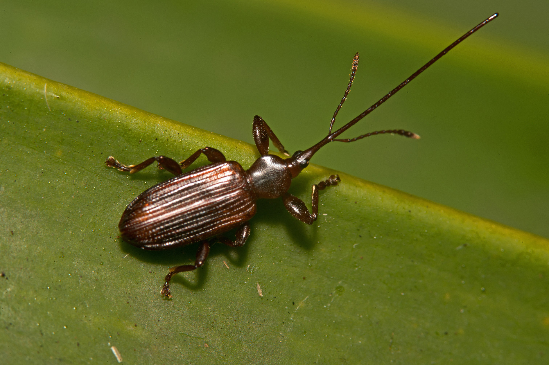 The life cycle of weevils | Southlands Sun