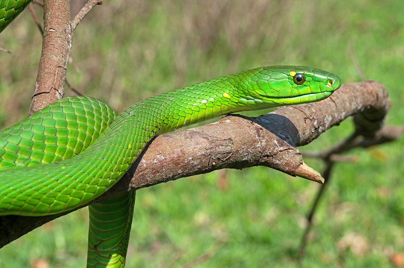 Professional snake catcher shares his knowledge of some serpents ...