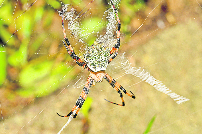Spider facts: The garden orb weaving spider spins intricate webs ...