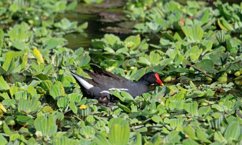 Everything you need to know about the common moorhen | Southlands Sun