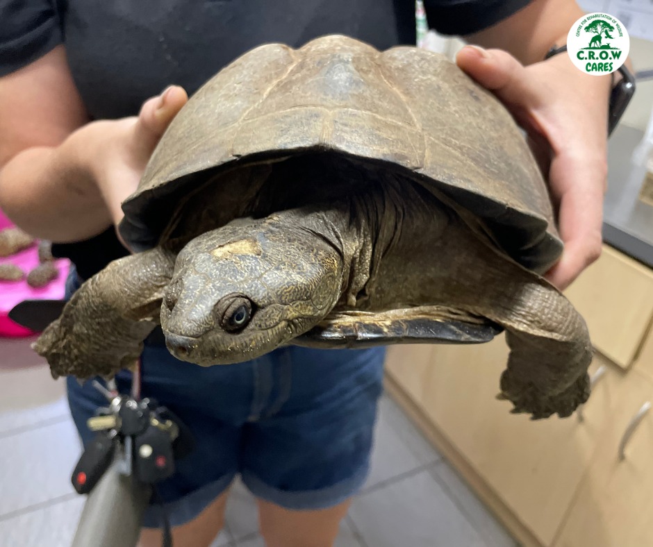 Dehydrated turtle and tortoises saved from being illegally sold ...