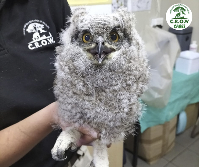 Meet Crow's latest addition, Fluffy | Southlands Sun