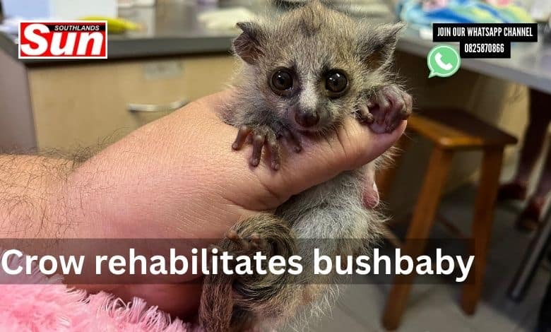 Crow makes big strides with infant bushbaby | Southlands Sun