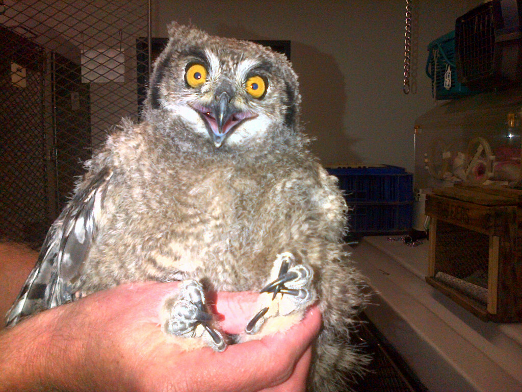 Gevlekte ooruil-kuiken gered | Lowvelder