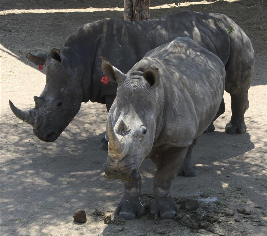 Meer as 700 renosters nou al vir hulle horings gestroop | Lowvelder