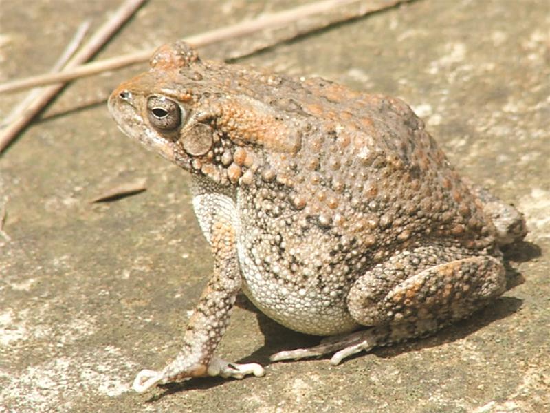 Die padda wil binnekort gaan opsit met sy nooi | Lowvelder
