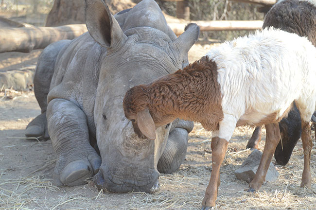 Centre revels in its animals' well-being | Lowvelder