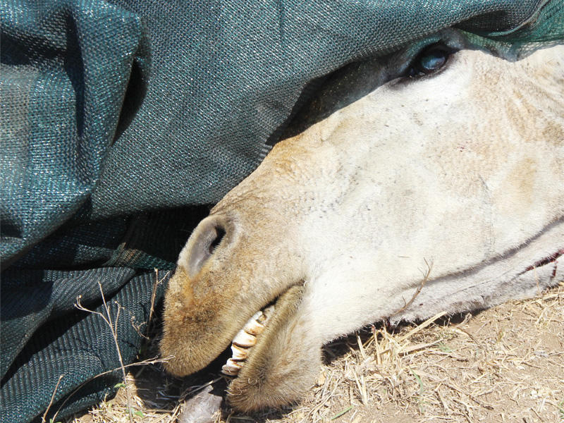 Giraffe dies in mishap during translocation | Lowvelder