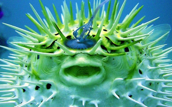 Oor Q20 en Kreepy Krauly’s | Lowvelder