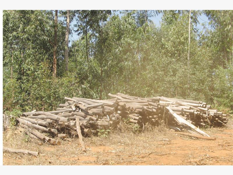 Timber and chainsaw theft still increasing | Lowvelder