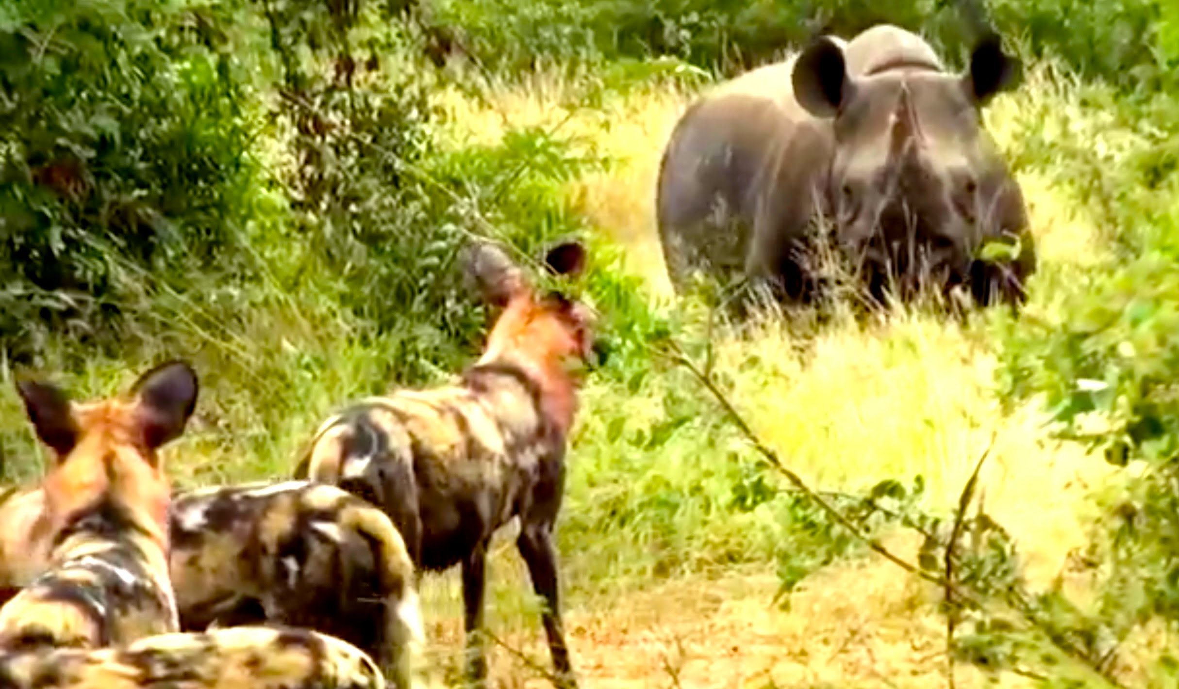 Wild Dogs Versus Black Rhino - Latest Wildlife Sightings | Lowvelder