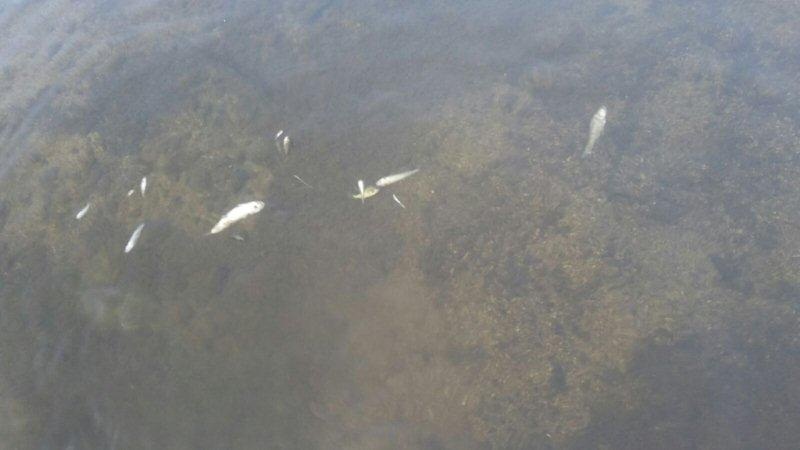 Cause of a cyanide spill in Kaap River remains a mystery | Lowvelder