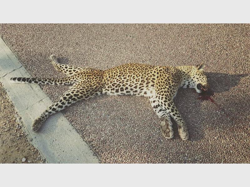 Gewilde luiperd se dood betreur | Lowvelder