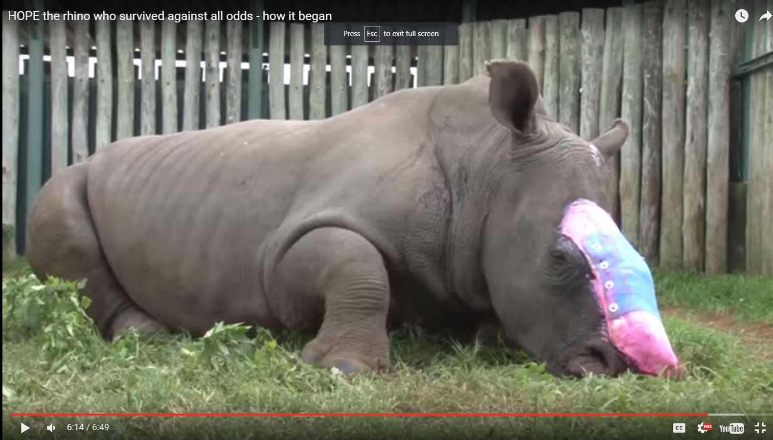 Renosterchirurg bring hoop aan slagoffers | Lowvelder