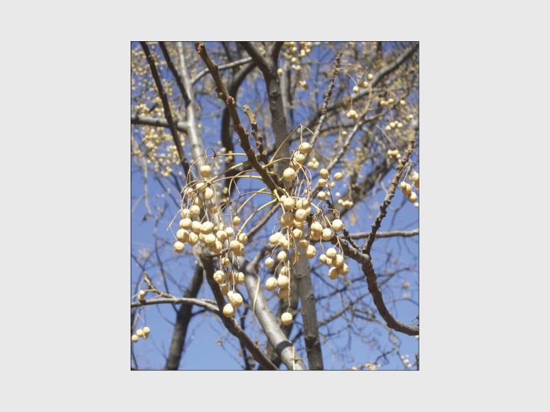 Sering boom | Lowvelder